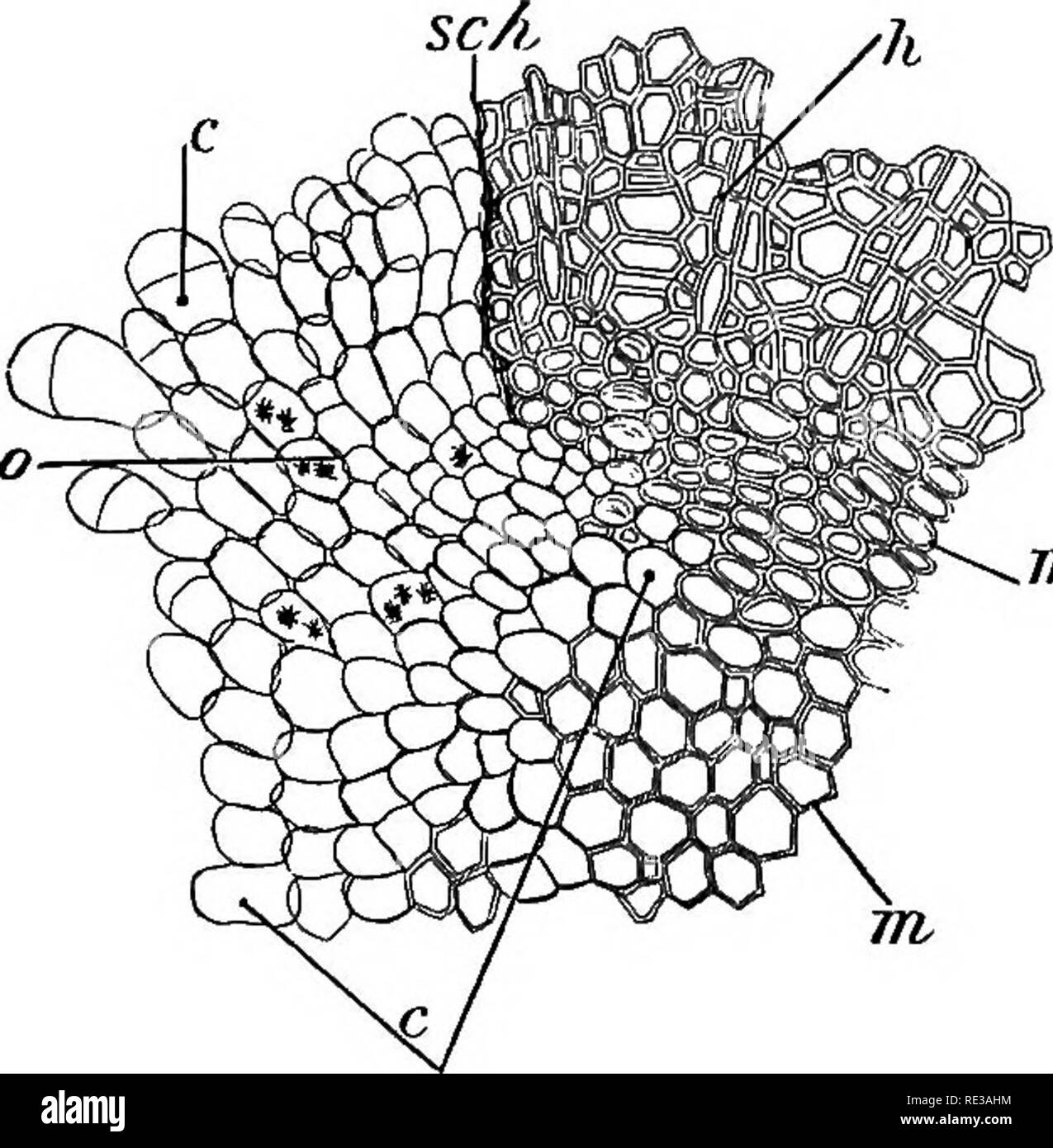 Callus Formation High Resolution Stock Photography and Images - Alamy