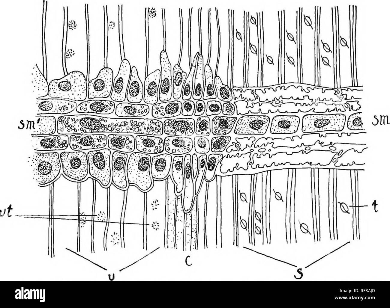 Pare view Black and White Stock Photos & Images - Alamy