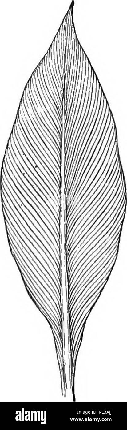 Veining system hi-res stock photography and images - Alamy