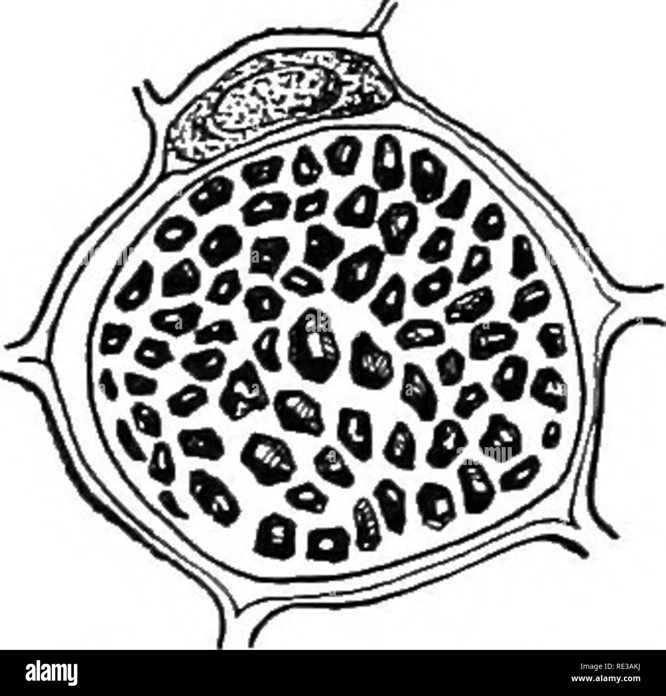 . A practical course in botany, with especial reference to its bearings ...