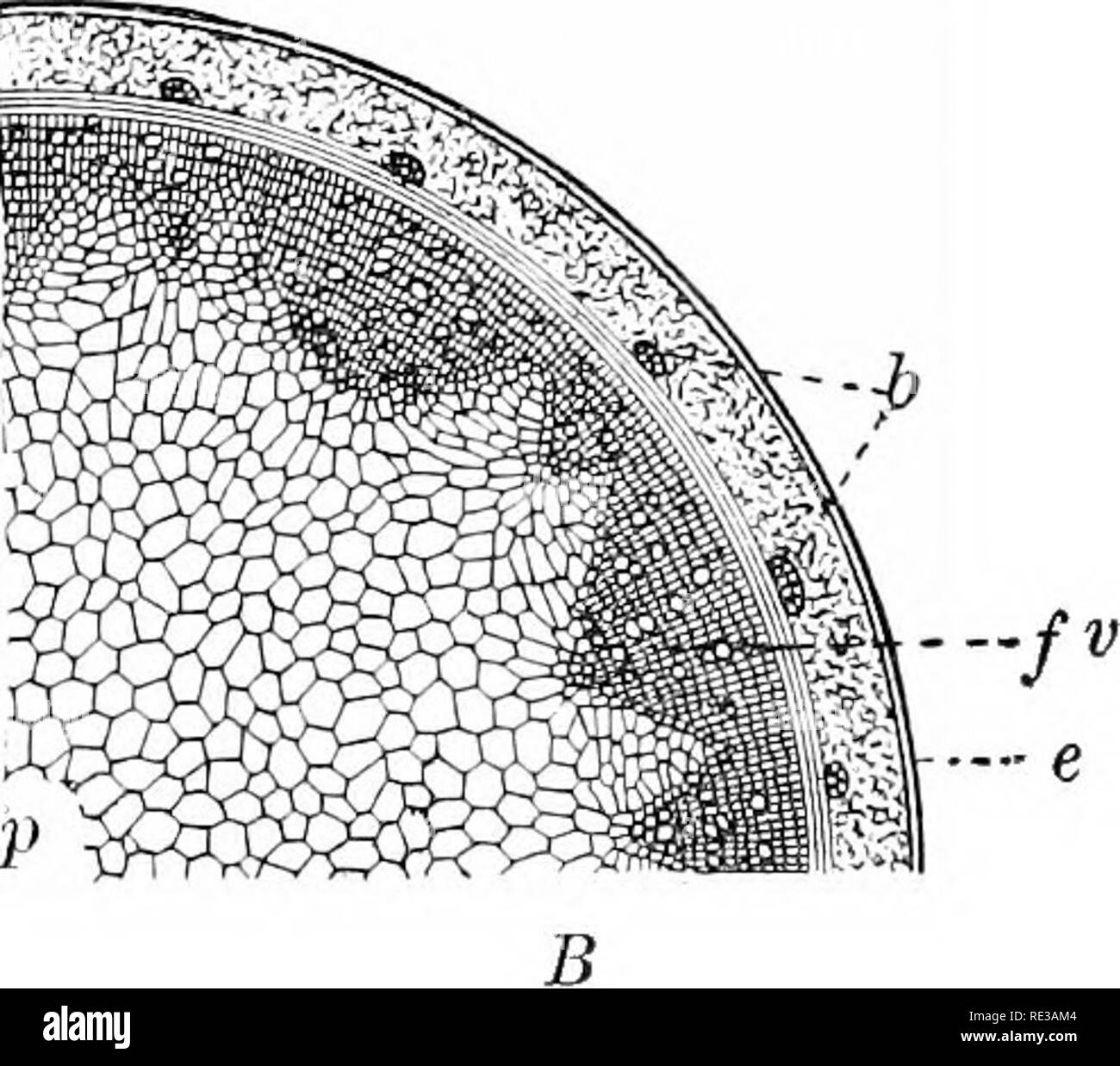 Stem Cross Section Parts