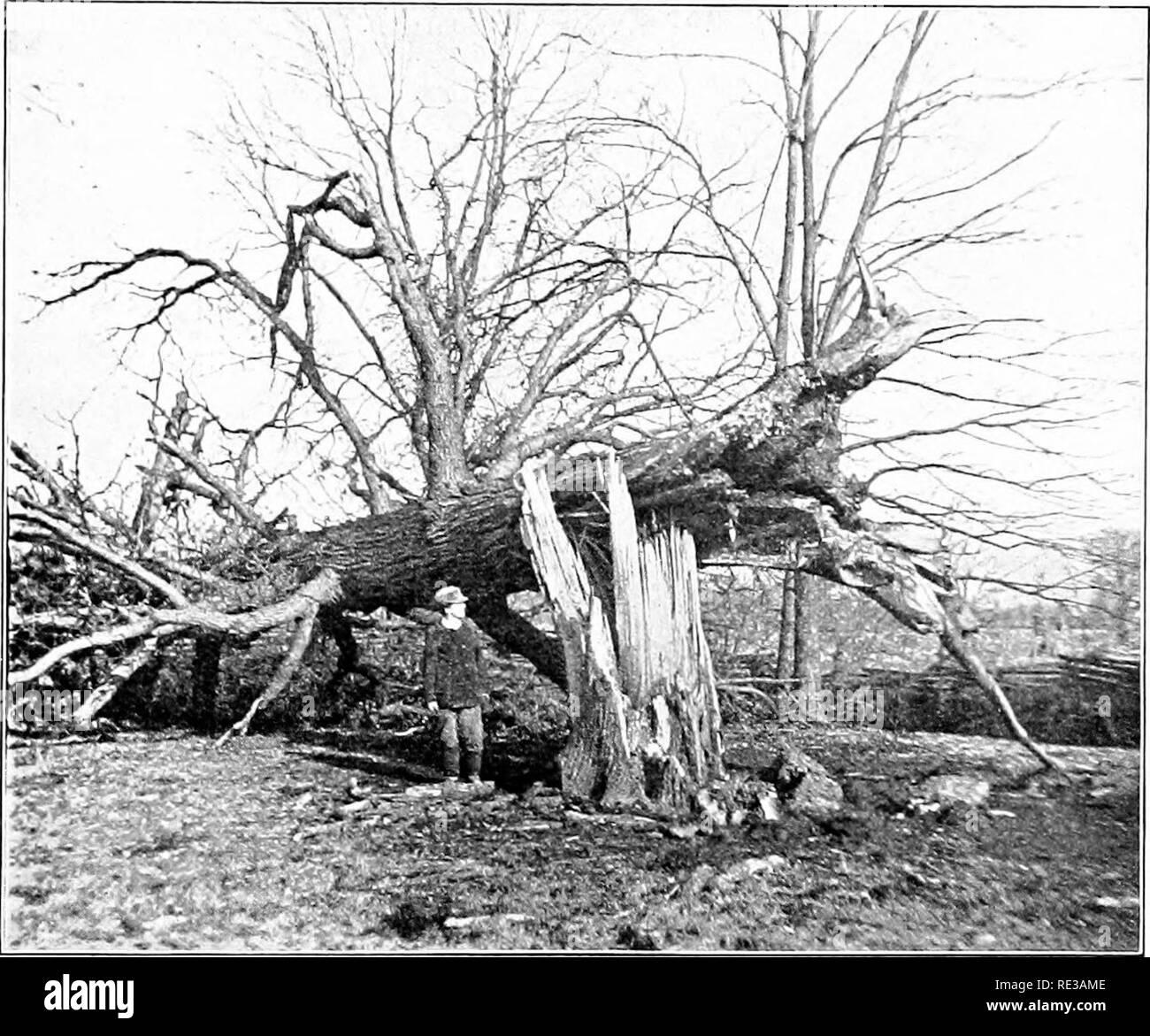 Hundred year old oak tree hi-res stock photography and images - Alamy
