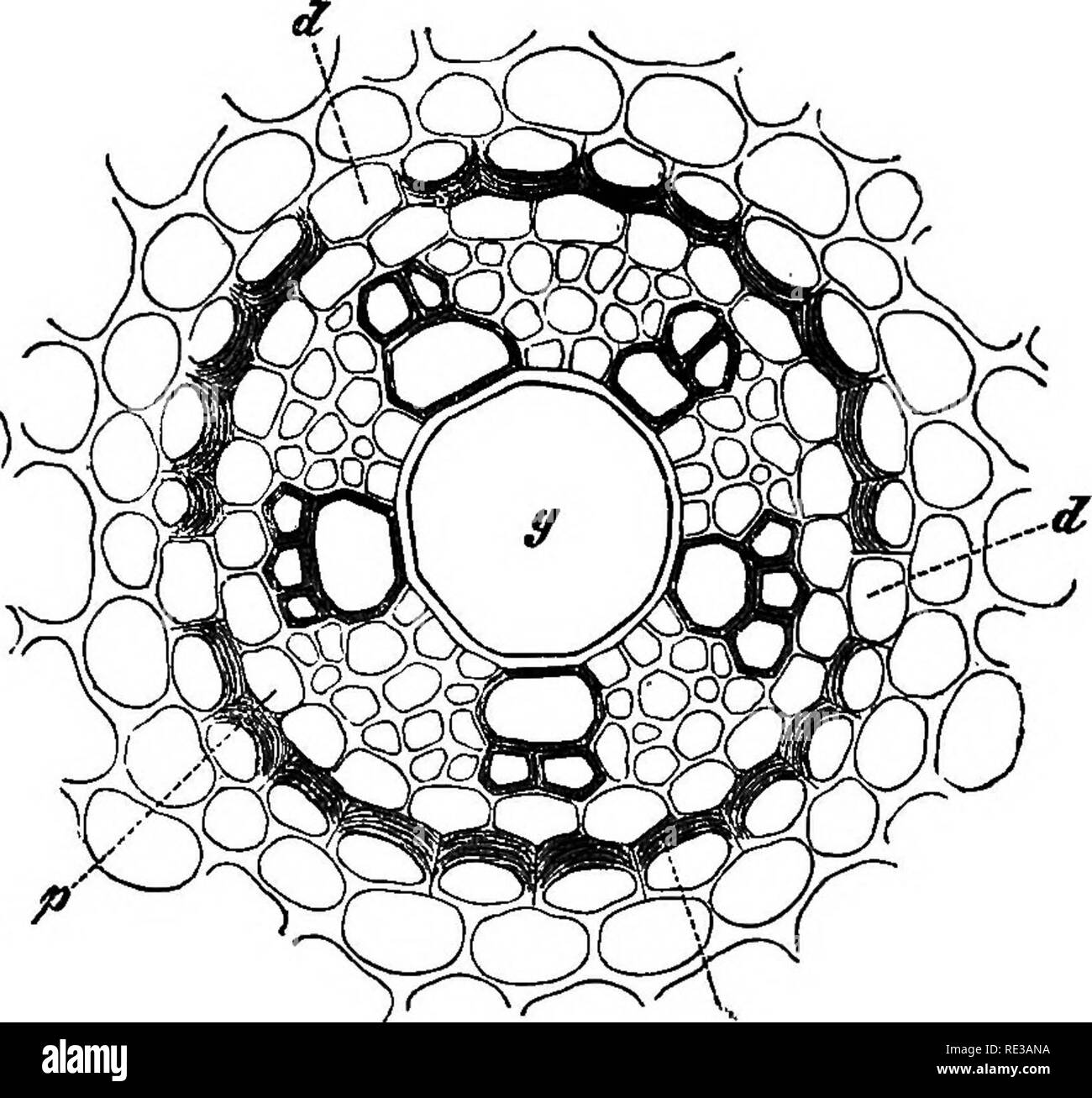 Shallot Cells High Resolution Stock Photography and Images - Alamy