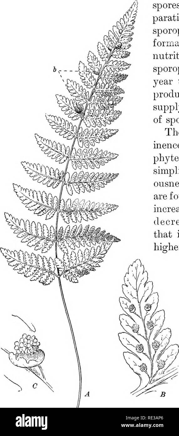Spore Formation In Fern