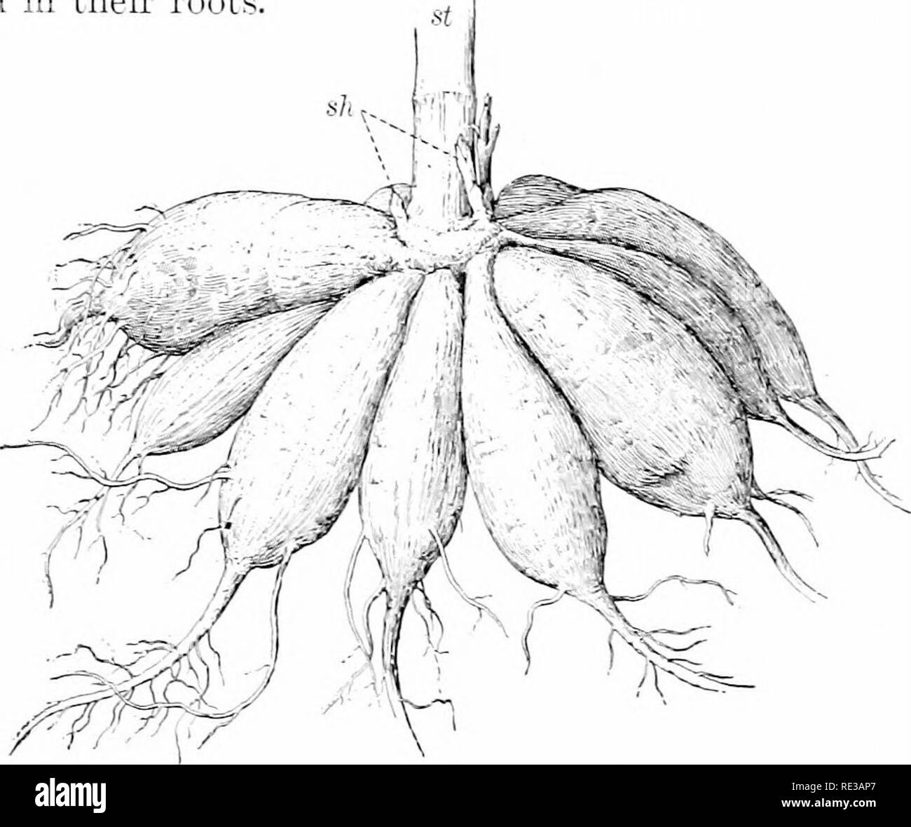 Tomato young plants Black and White Stock Photos & Images - Alamy