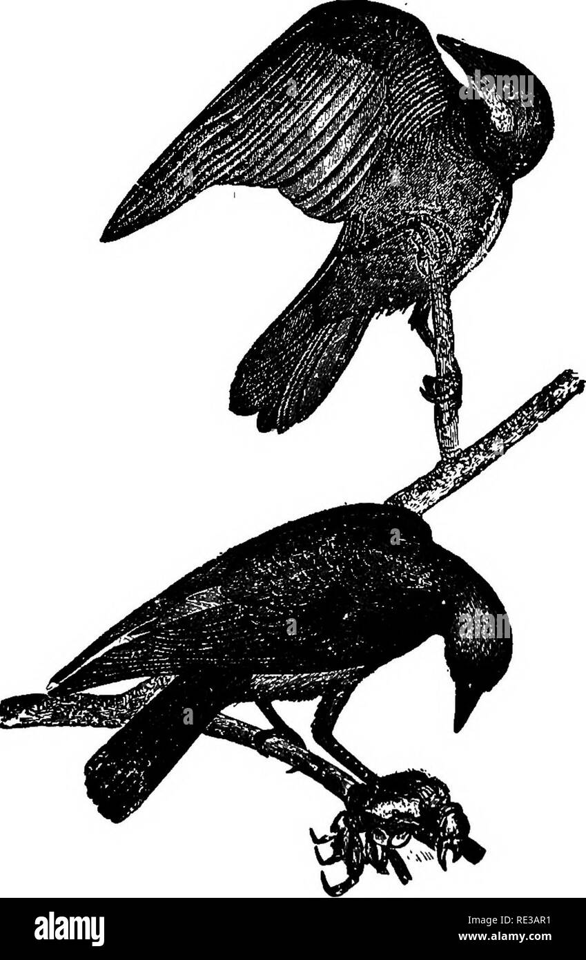 Alaska common crow Black and White Stock Photos & Images - Alamy