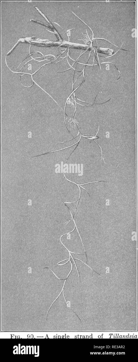 Root parasites Black and White Stock Photos & Images - Alamy