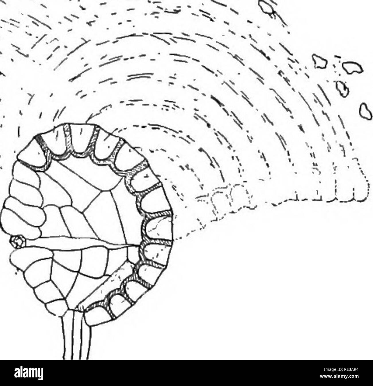 232 species Black and White Stock Photos & Images - Alamy