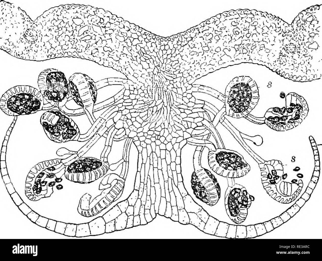 Leaf epidermis stomata Black and White Stock Photos & Images - Alamy