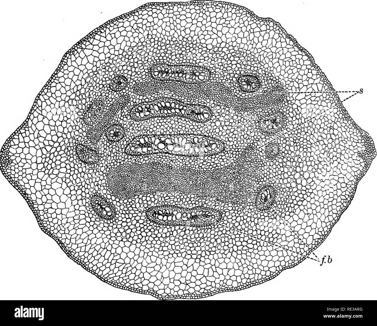 Woody stem cross section hi-res stock photography and images - Alamy