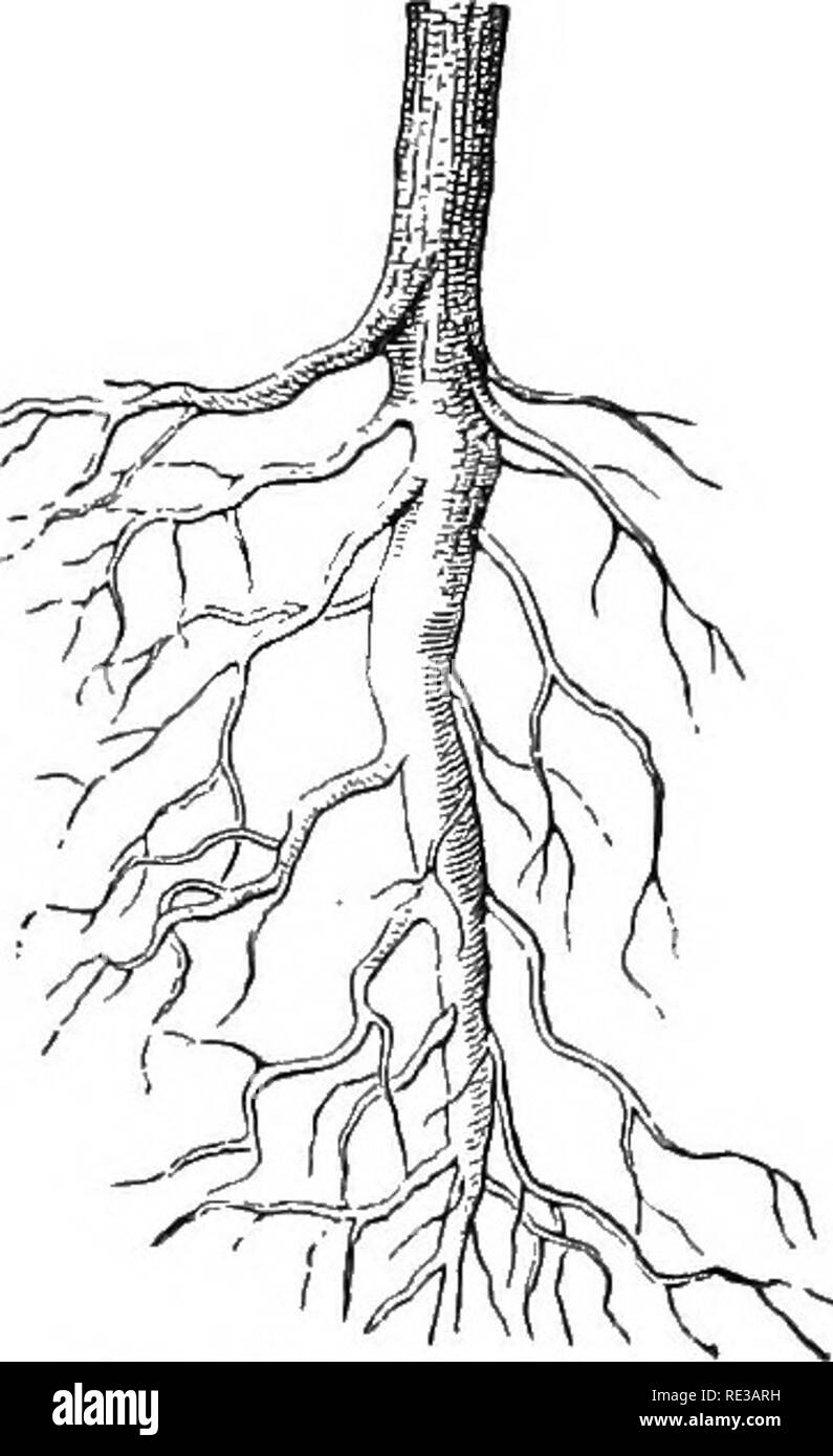 Stout taproot hi-res stock photography and images - Alamy Stout taproot hi-res stock photography and images - Alamy