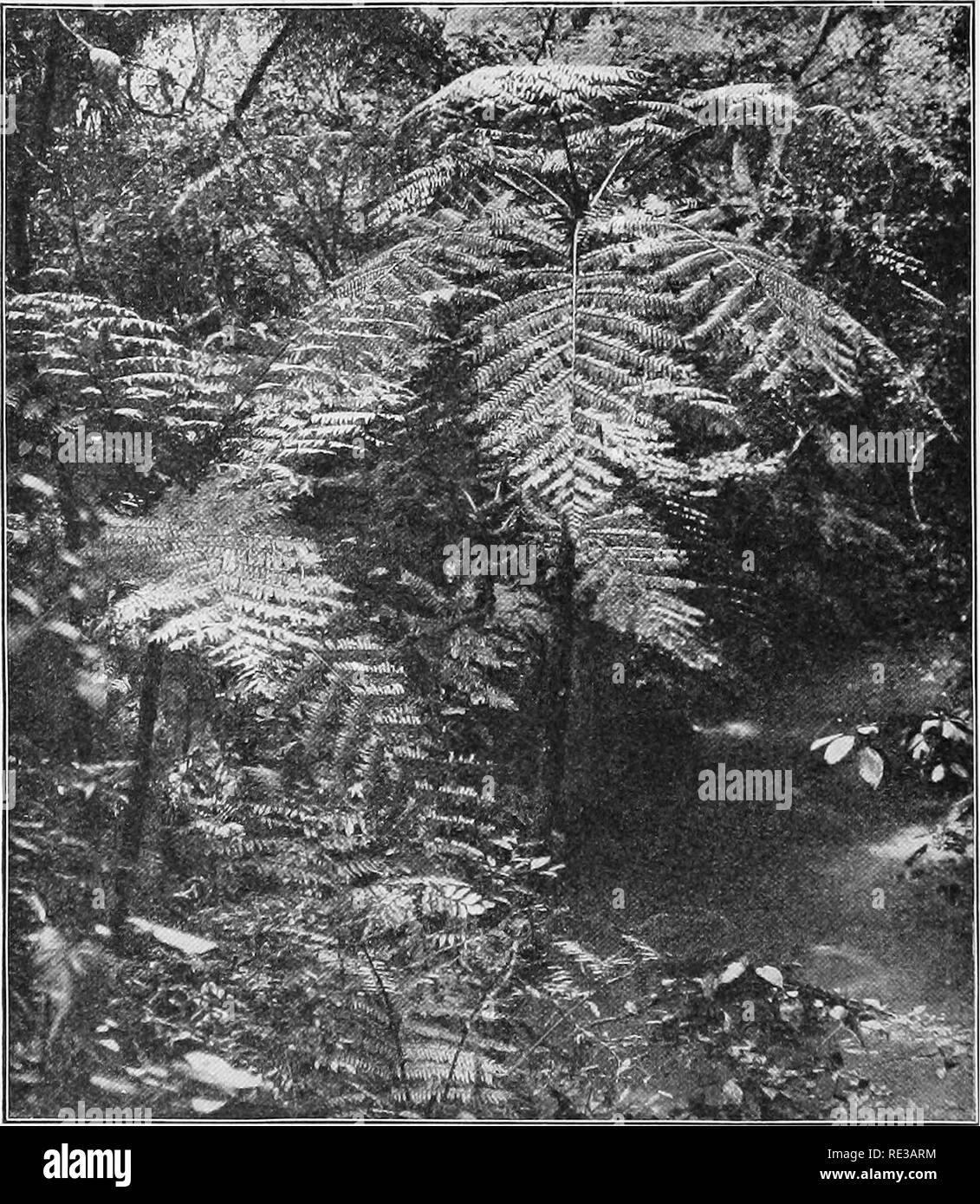 Parts Of A Fern Plant