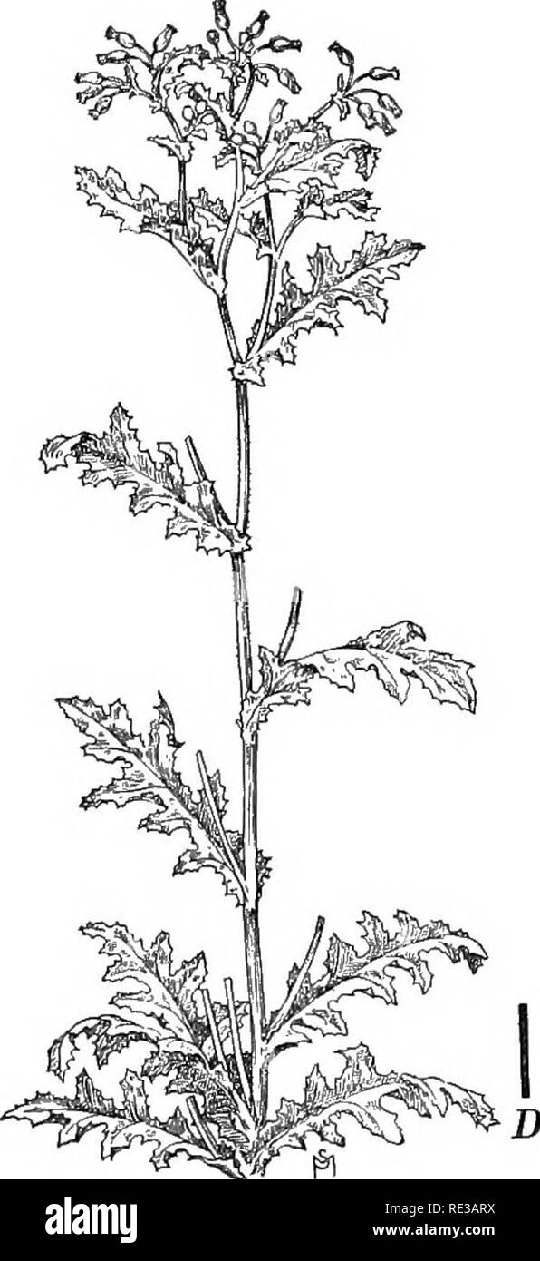 . Introduction to botany. Botany. INTEODUCTION TO BOTANY Sandy soils ...