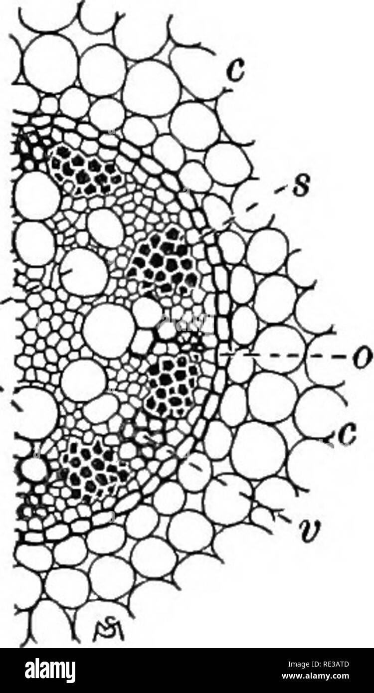 Soil cross section roots Black and White Stock Photos & Images - Alamy