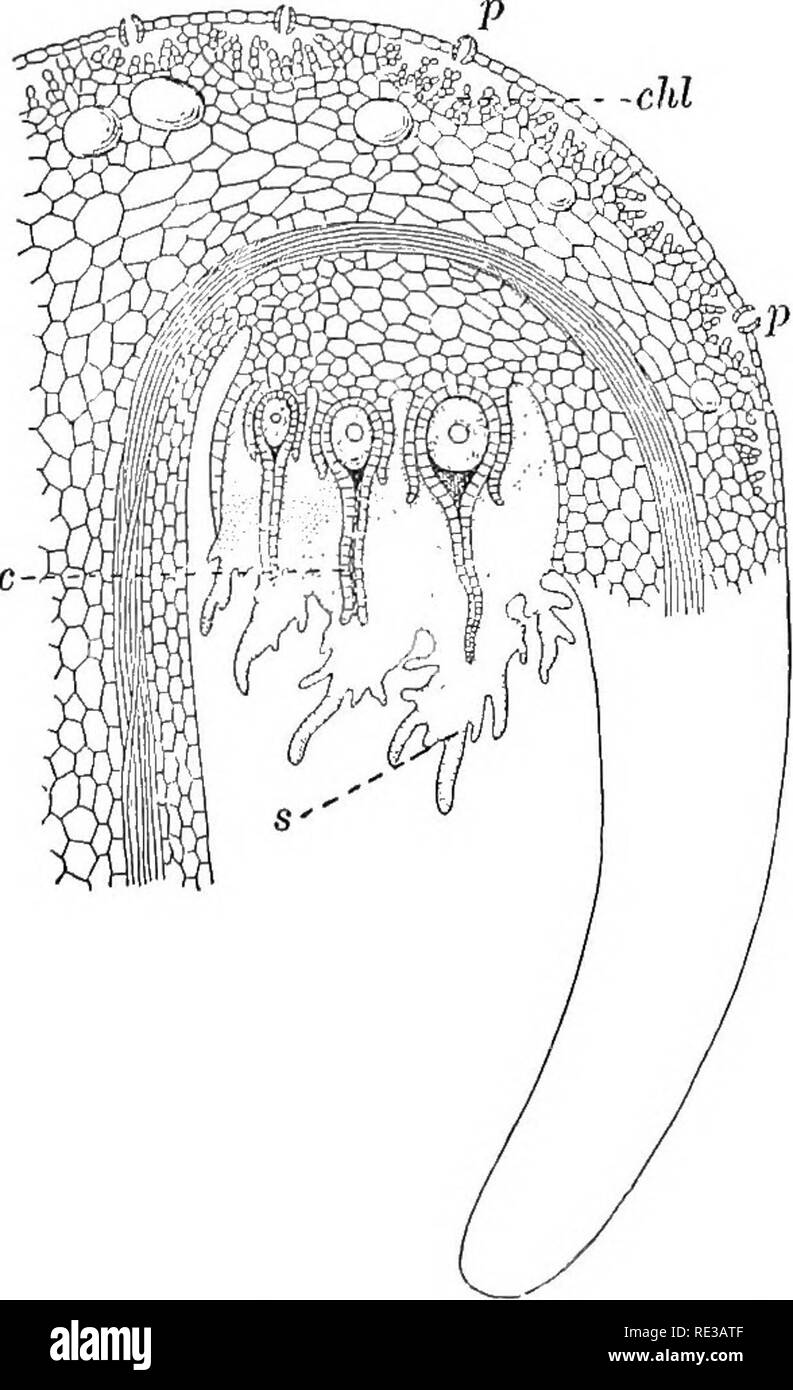 Antheridial head hi-res stock photography and images - Alamy