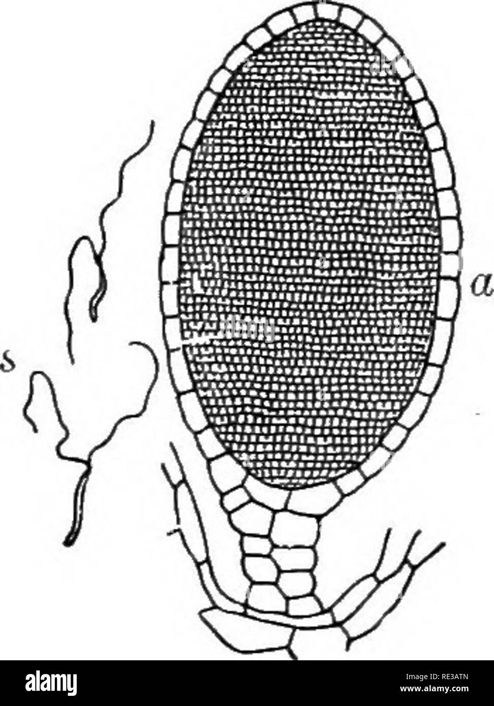 Antheridial head hi-res stock photography and images - Alamy