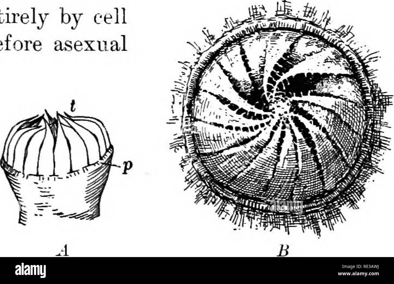 Species are some bryophytes Black and White Stock Photos & Images - Alamy