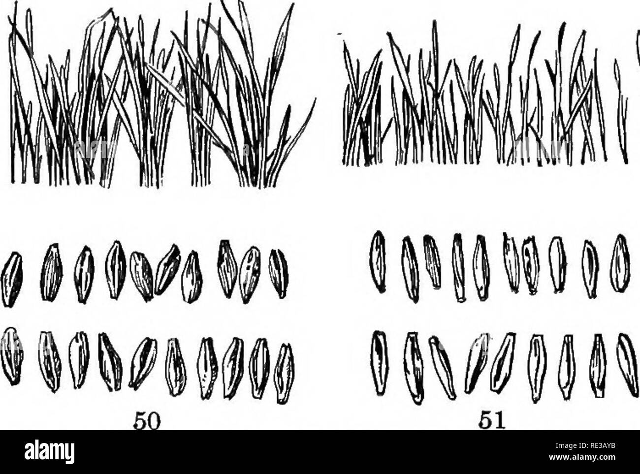 Barley Seed Germination High Resolution Stock Photography and Images ...