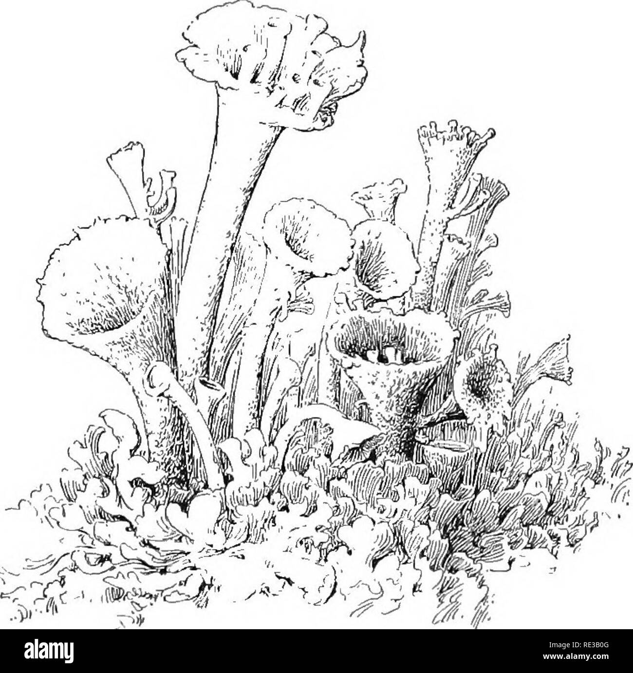 . Practical botany. Botany. 238 PRACTICAL BOTANY home of small ...