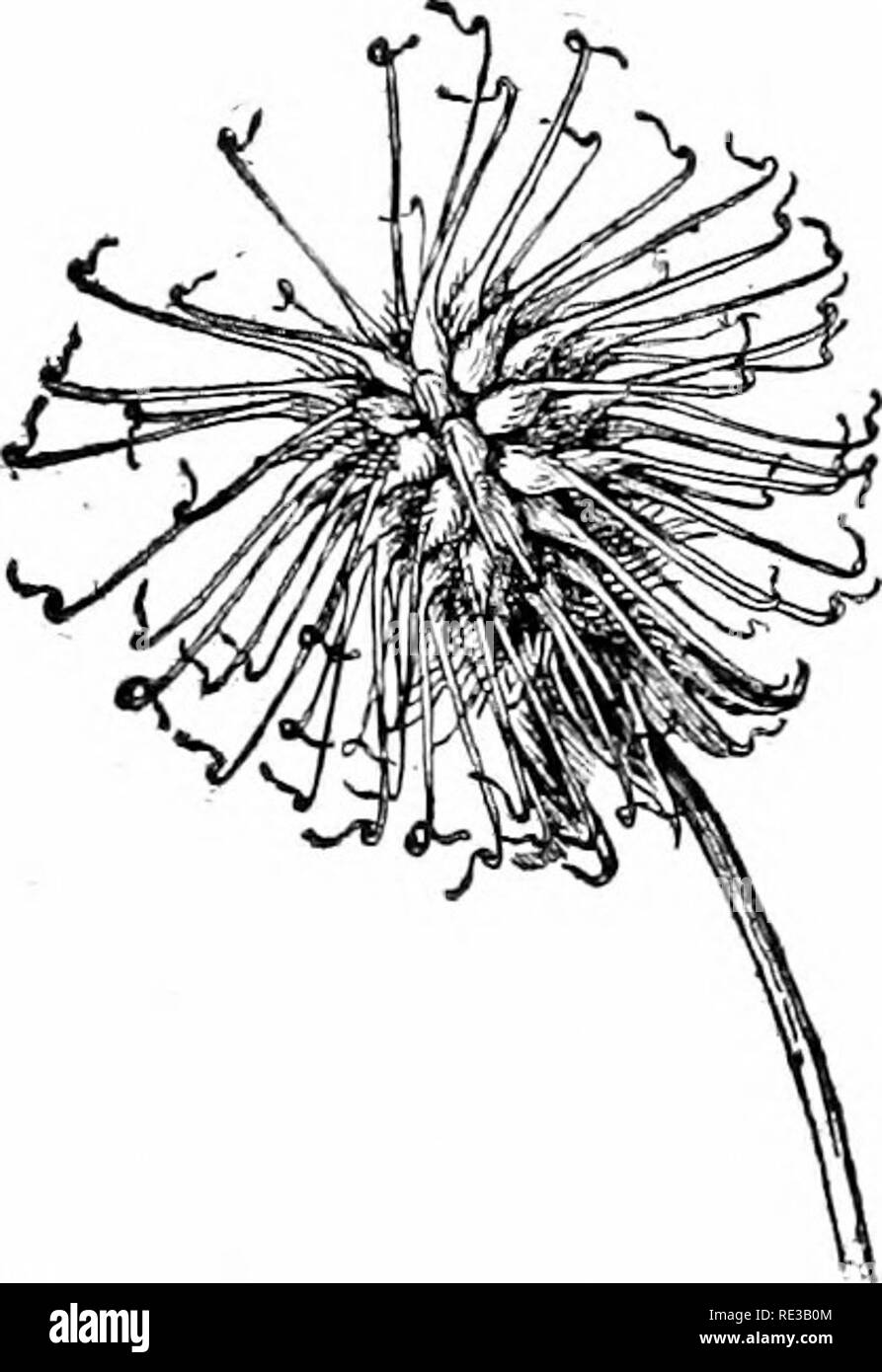 Seed dispersal by animals hi-res stock photography and images - Alamy