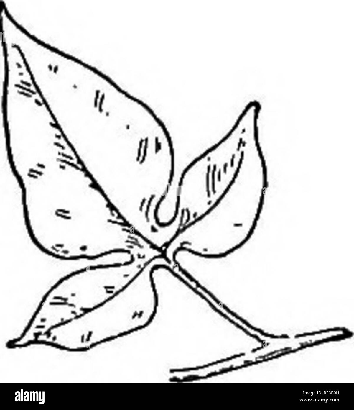 Elliptical shaped leaves hi-res stock photography and images - Alamy