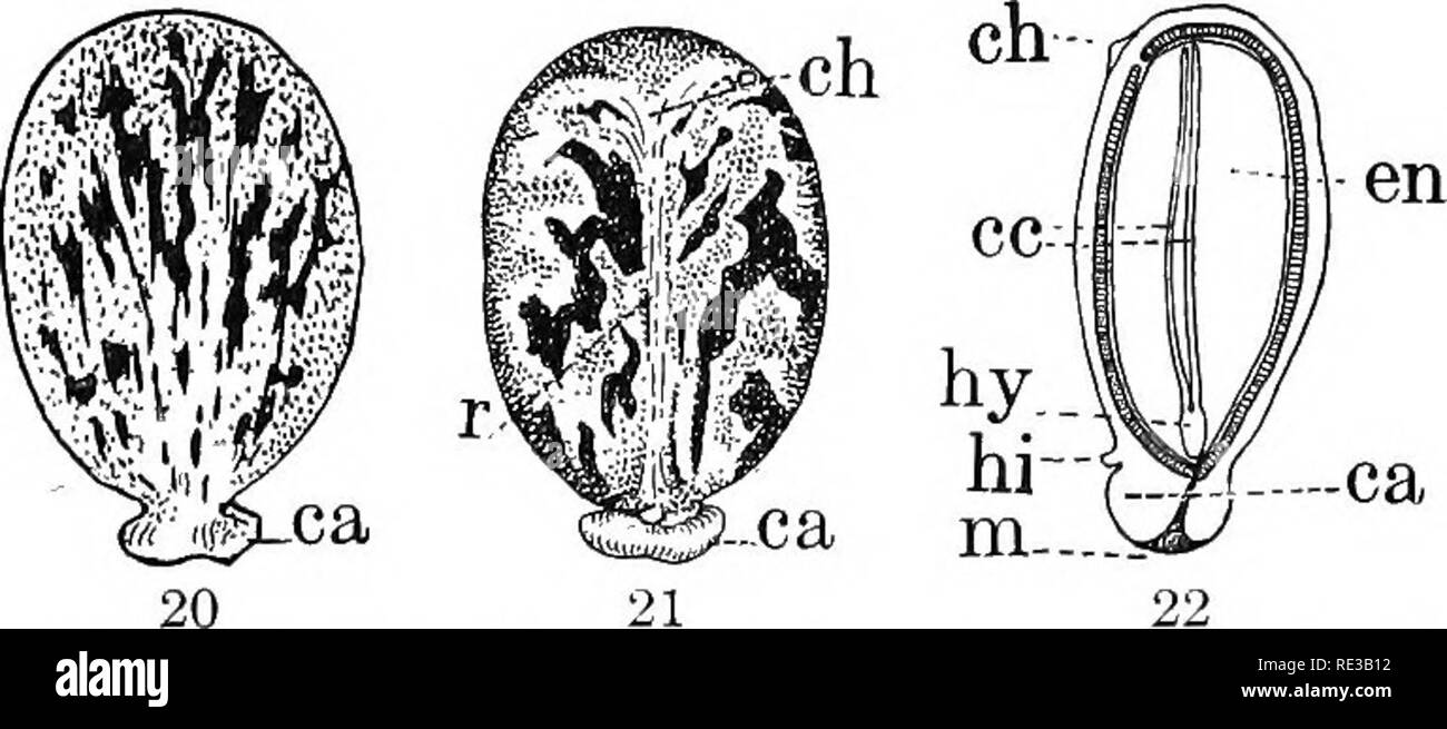 . A practical course in botany, with especial reference to its bearings ...