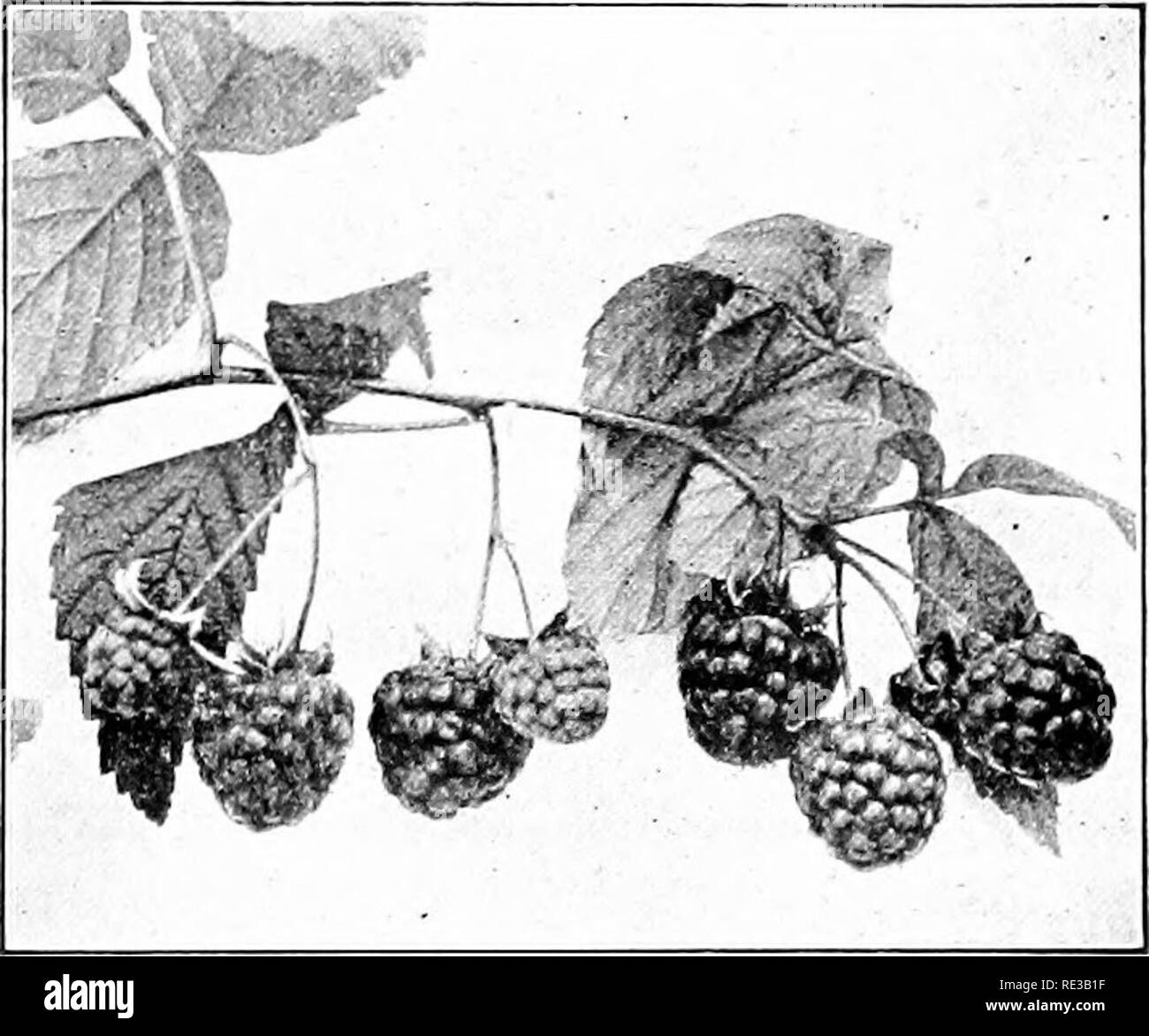 Berries good for birds hi-res stock photography and images - Alamy