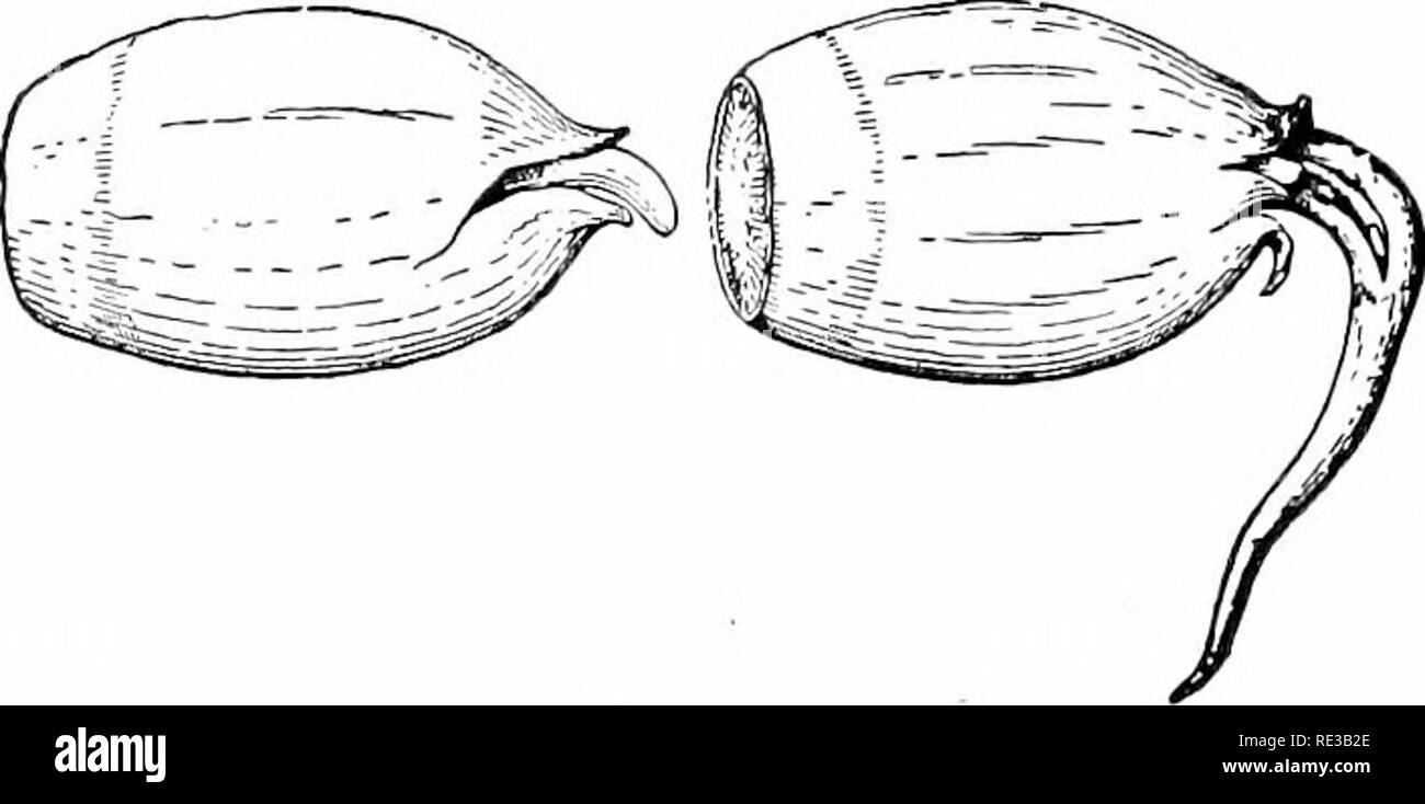 Chestnut in its burr Black and White Stock Photos & Images - Alamy