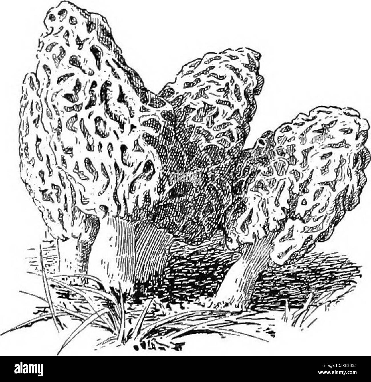 . Practical botany. Botany. 228 PRACTICAL BOTANY are formed (Fig. 183 ...