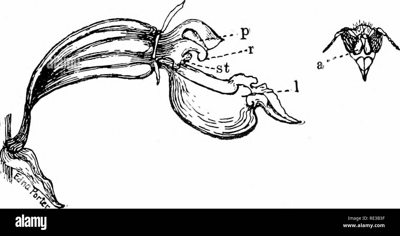 . Elementary botany. Botany. Fig. 46S. Section of flower of cypripedium ...