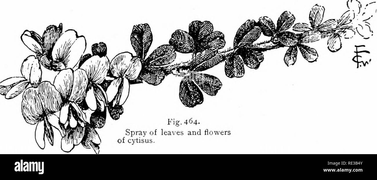 . Elementary botany. Botany. POLLINA riOJV. 445 ciently to strike ...