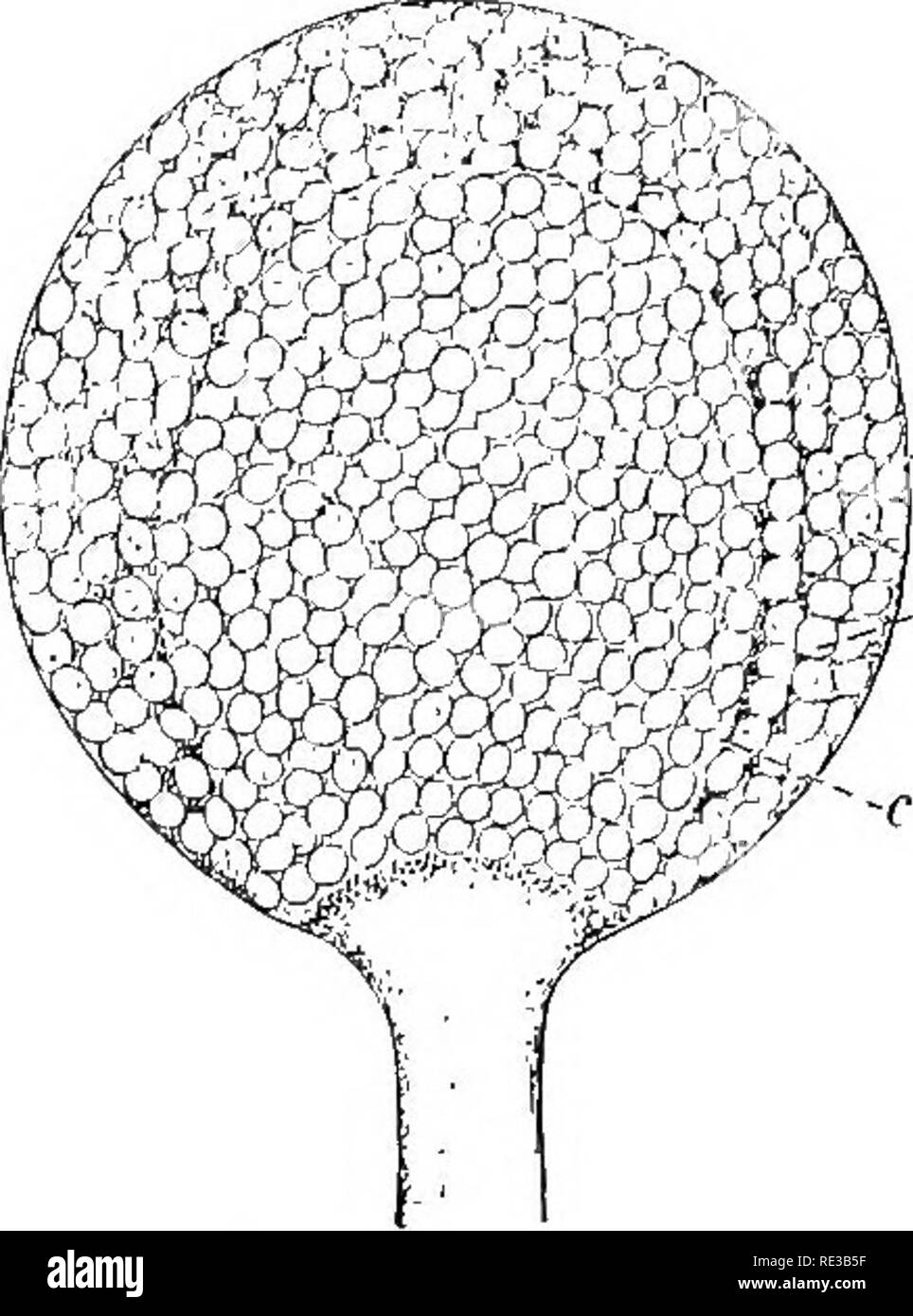 . Practical botany. Botany. THE ALGiE-FUNGI (PHYCOMYCETES) 215 Under ...