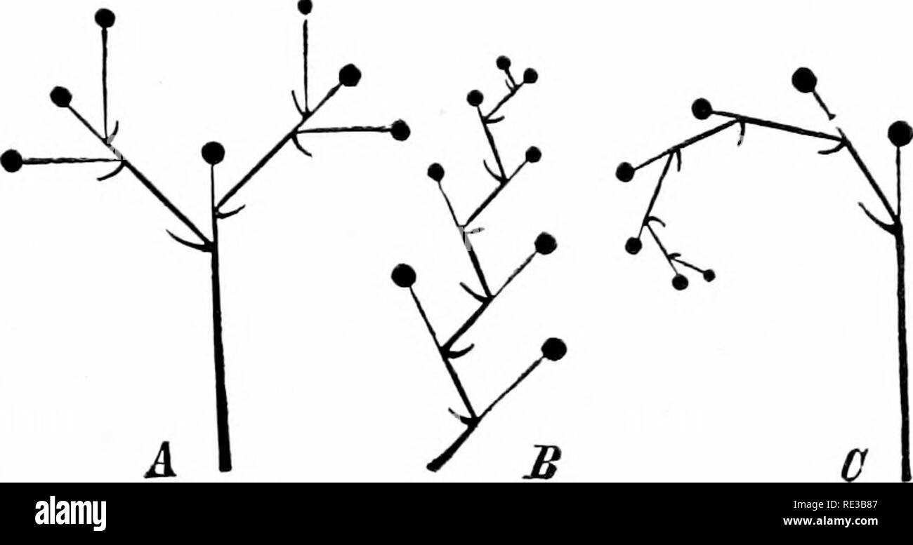 Scorpioid cyme hi-res stock photography and images - Alamy