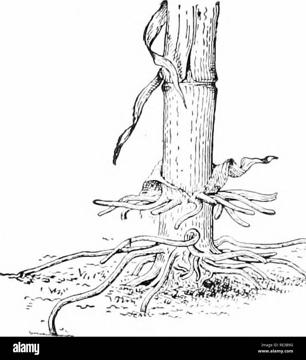 Velamen hi-res stock photography and images - Alamy