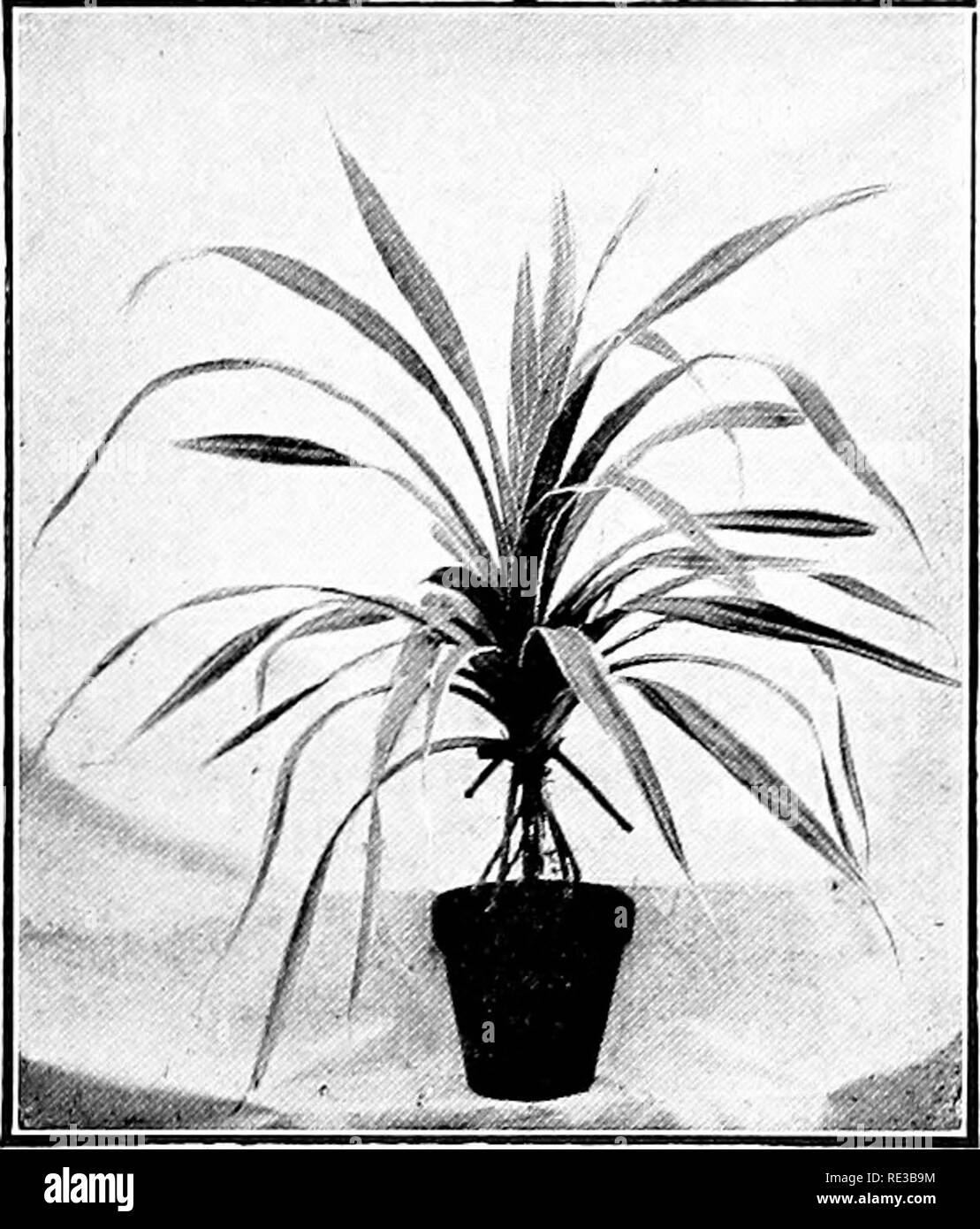 Pandanus screw pine leaves leaf Black and White Stock Photos & Images ...