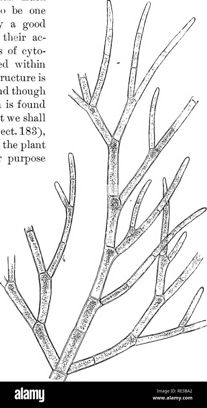 Coenocyte Black and White Stock Photos & Images - Alamy