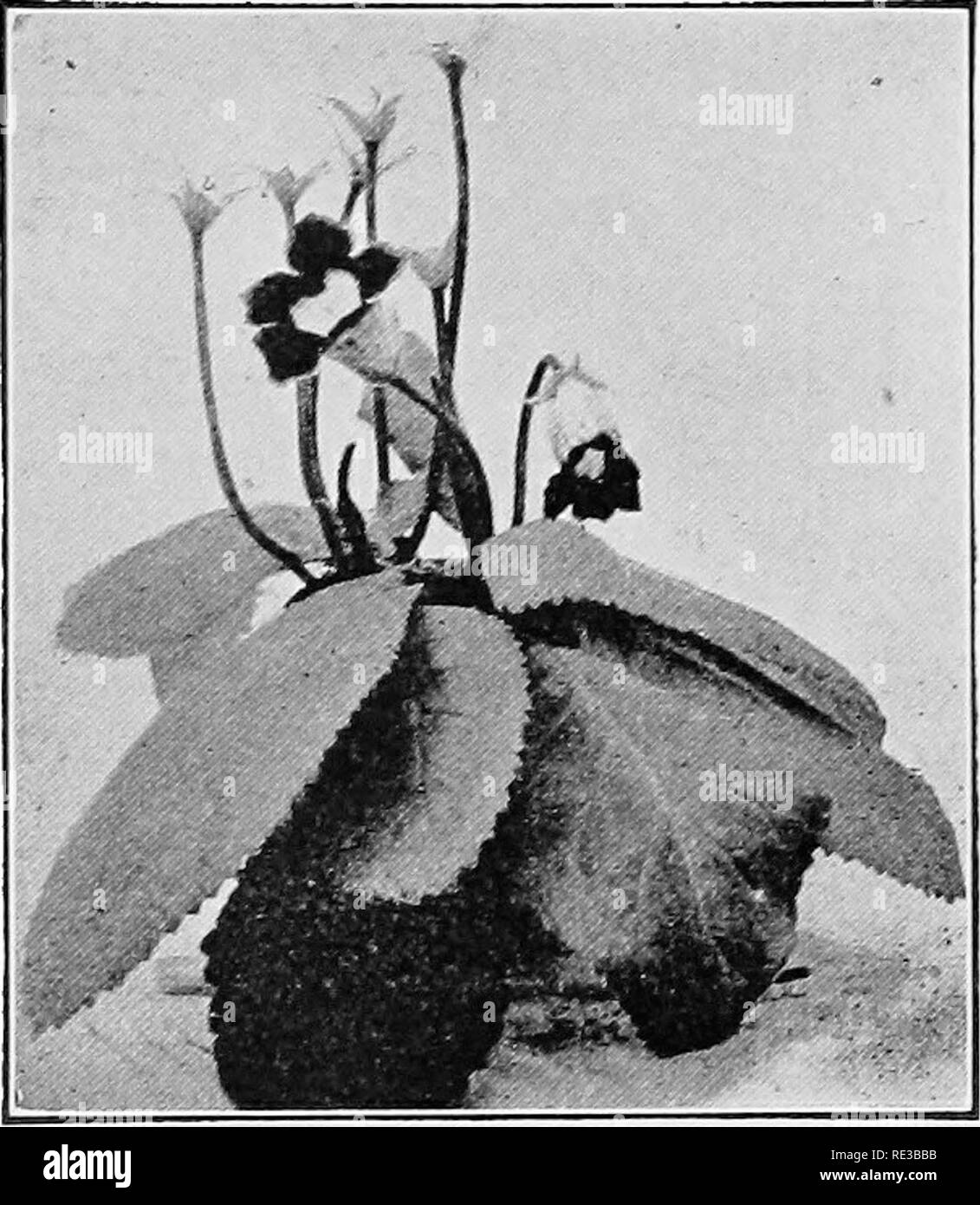 . Elementary botany. Botany. FOLIAGE LEAVES. 405. 775. Rosette pattern ...