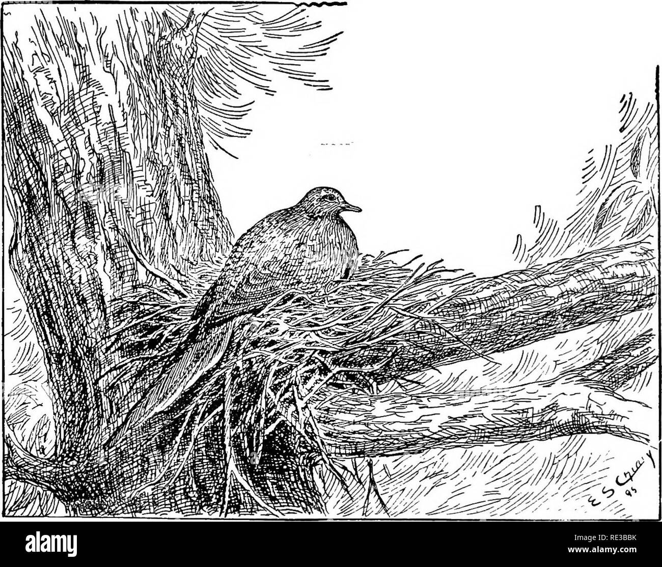 . Nests and eggs of North American birds. Birds; Birds. NORTH AMERICAN ...