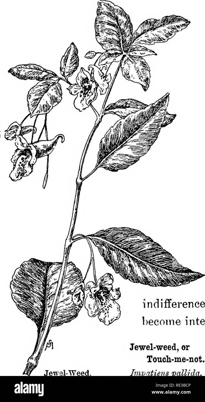Common jewel weed Black and White Stock Photos & Images - Alamy