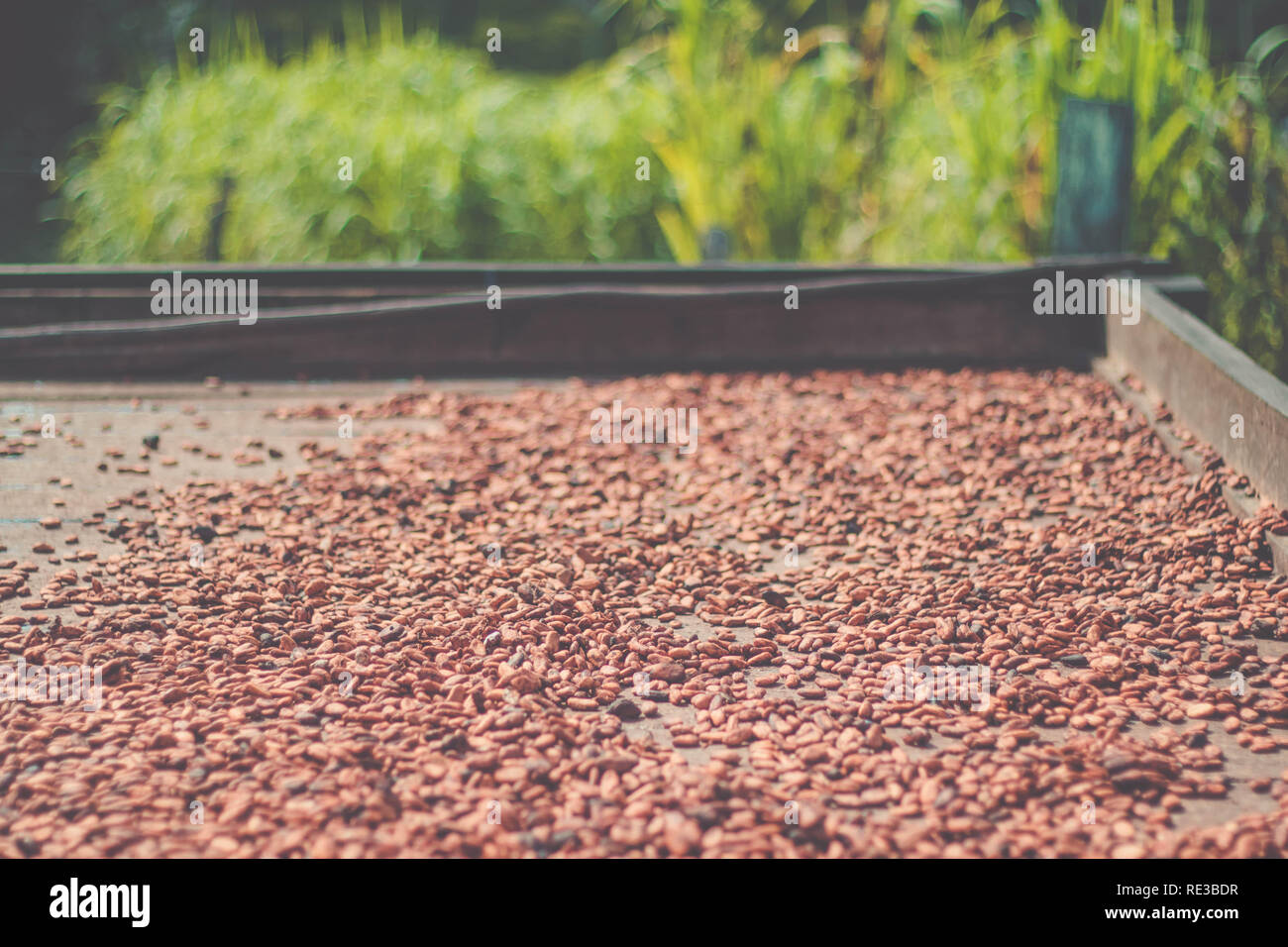 Sun drying cocoa beans hi-res stock photography and images - Alamy