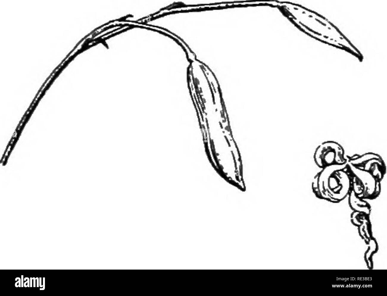 Seed pods split Black and White Stock Photos & Images - Alamy