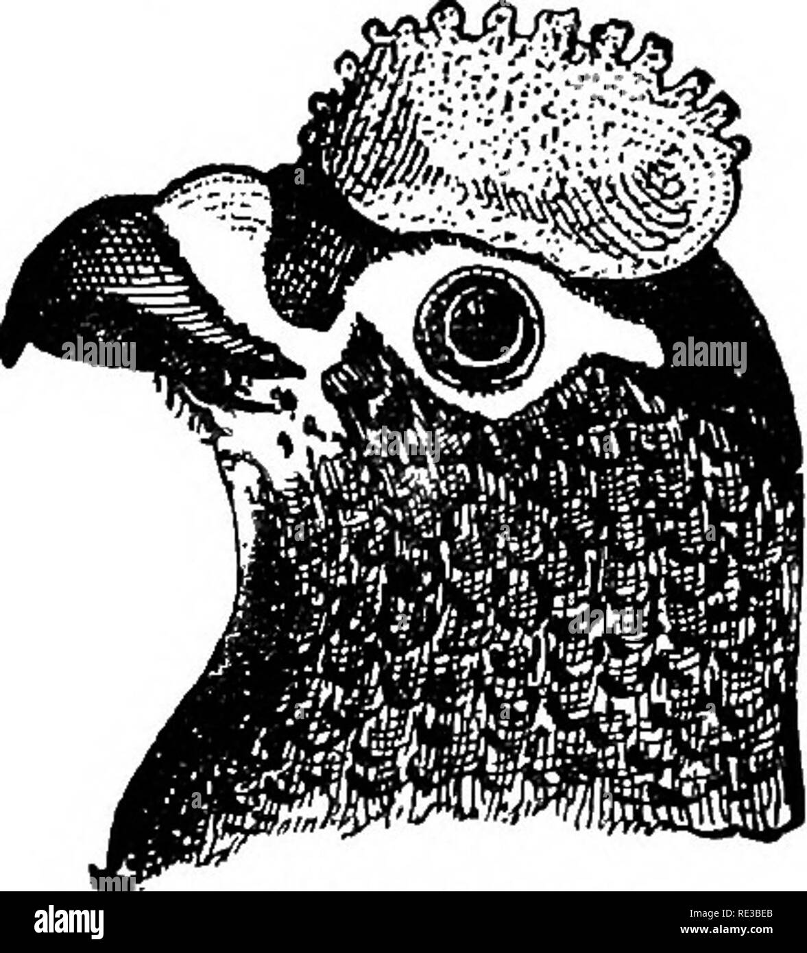 Ra ra dress Black and White Stock Photos & Images - Alamy