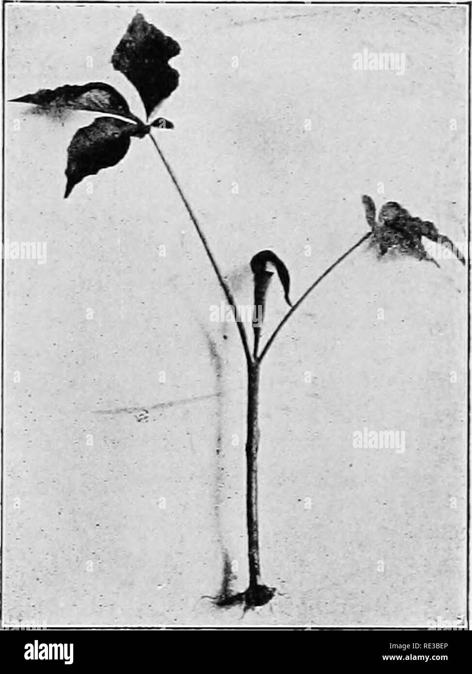 Fleshy underground stems hi-res stock photography and images - Alamy