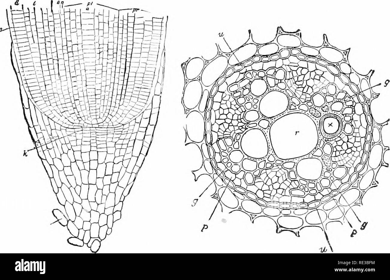 Longitudinal cut of the root apex hi-res stock photography and images ...