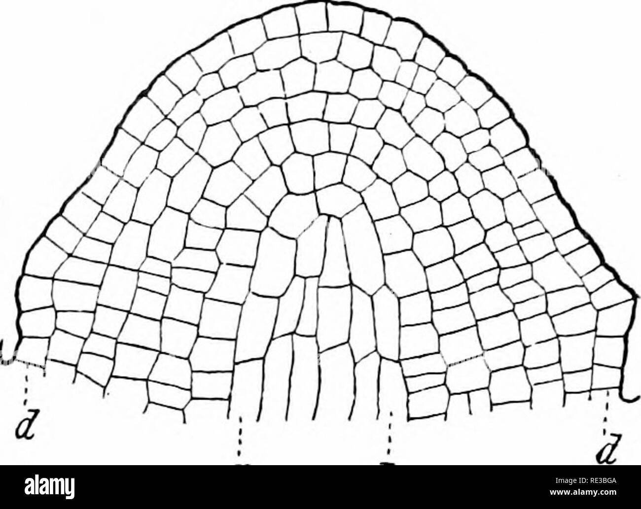 Waxy leaves Black and White Stock Photos & Images - Alamy