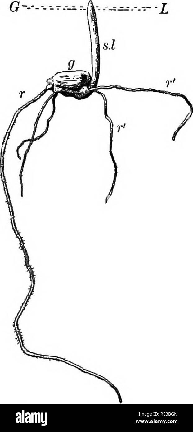 . Practical botany. Botany. Fig. 130. Wheat seedling ff, the grain; GL ...