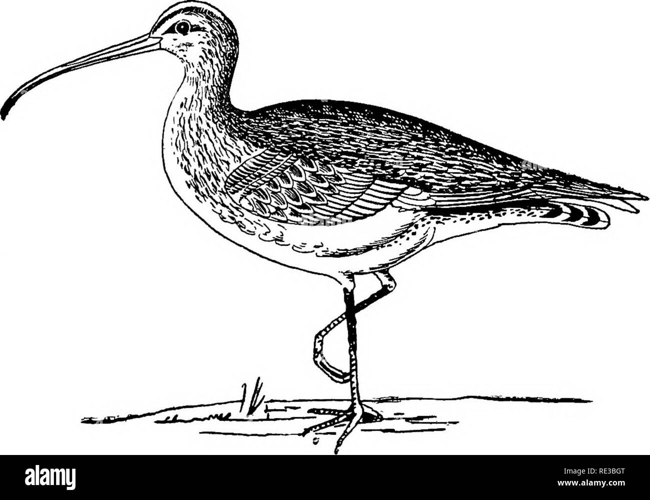 American species in britain Black and White Stock Photos & Images - Alamy