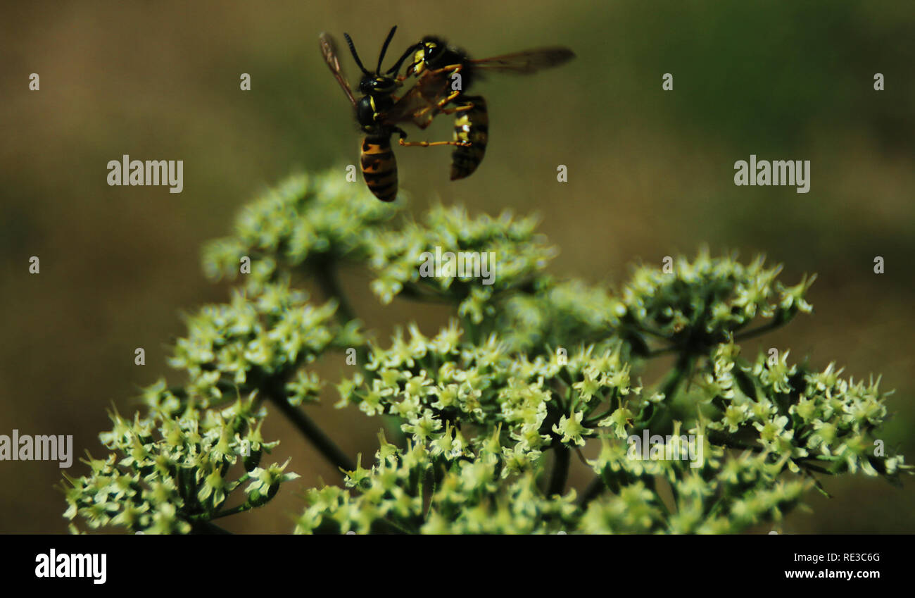 Two wasps fighting over the same spot Stock Photo - Alamy