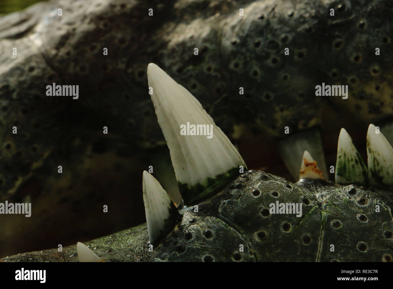 A closeup of crocodile teeth Stock Photo - Alamy