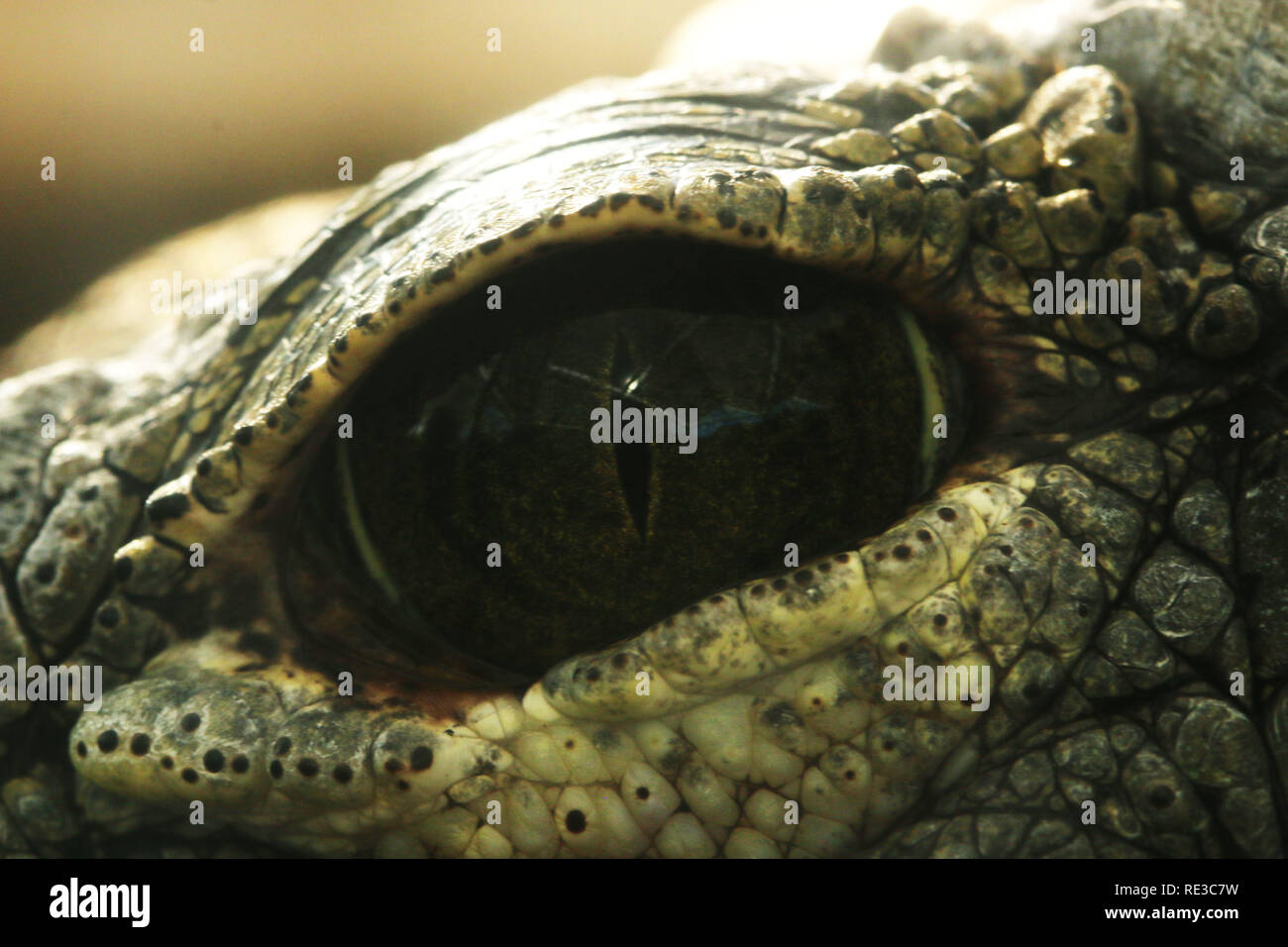 The fascinating depths of crocodiles eye Stock Photo - Alamy